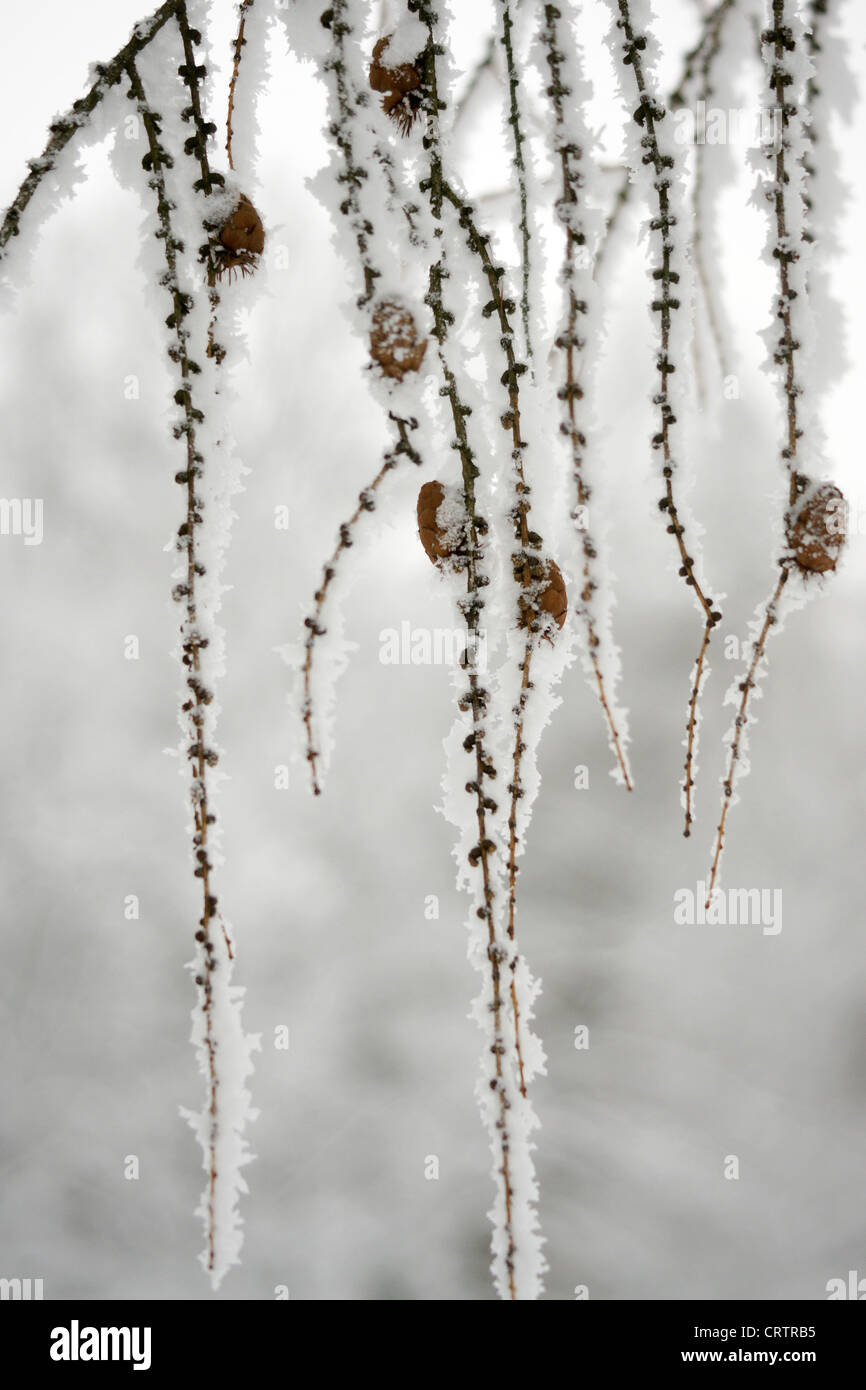 Cones on a plant hi-res stock photography and images - Alamy