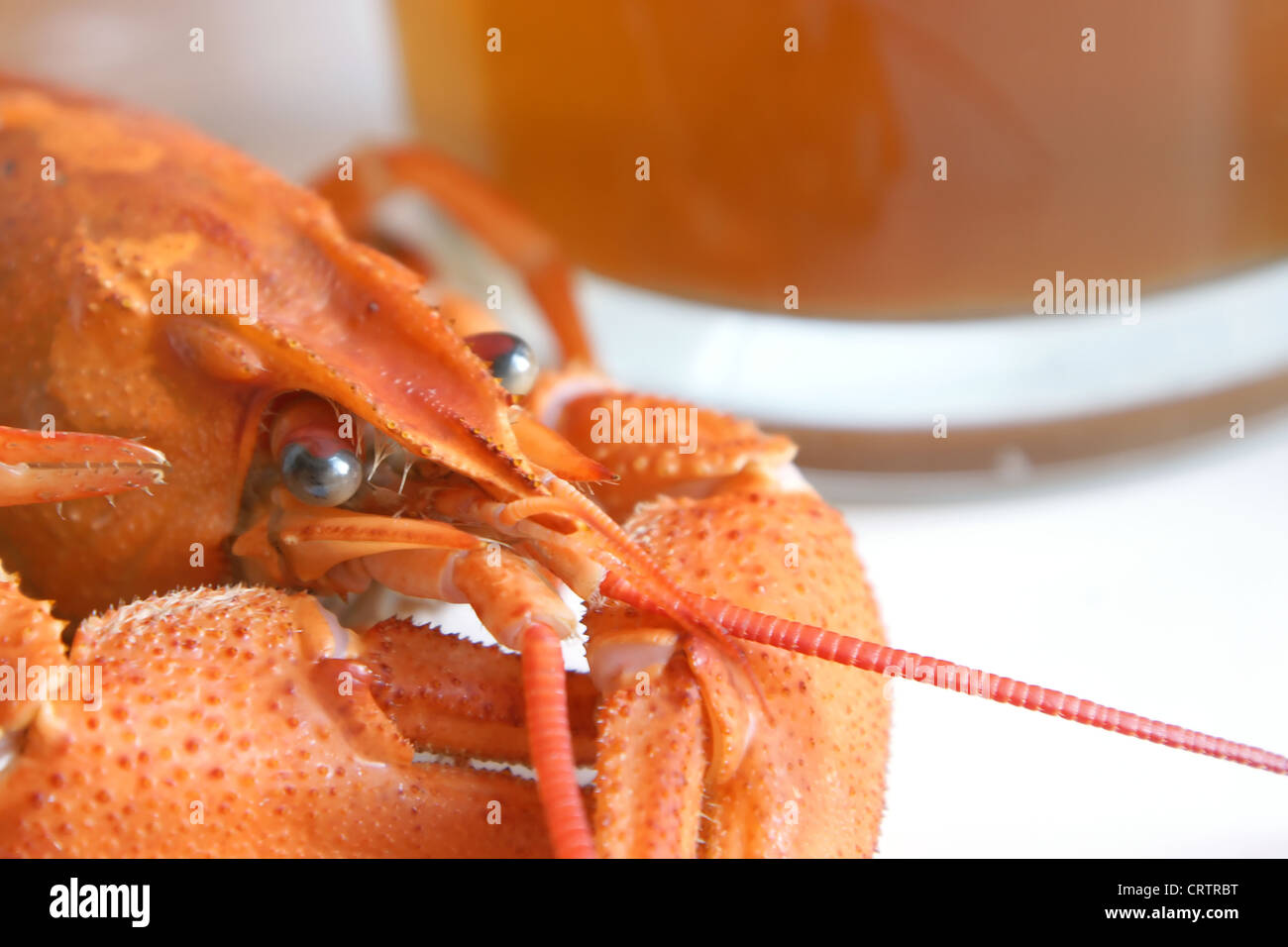 Crawfish and mug of beer Stock Photo - Alamy