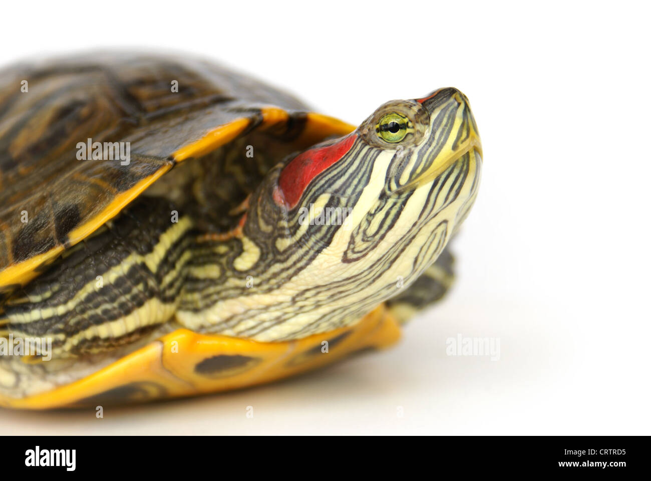 Terrapin isolated hi-res stock photography and images - Alamy