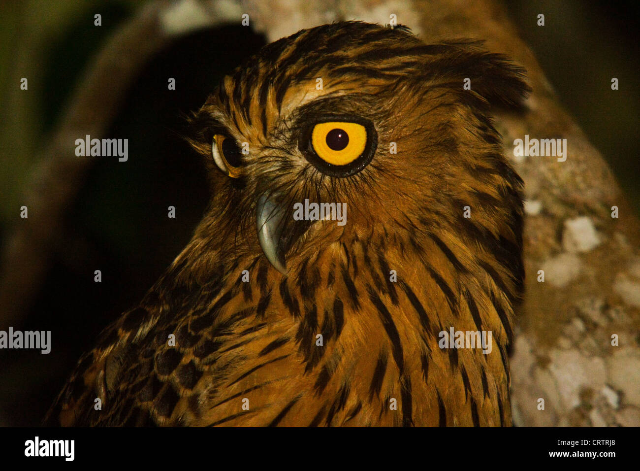 Wild Buffy fish owl (Bubo ketupu) in Sabangau´s forest, Kalimantan ...