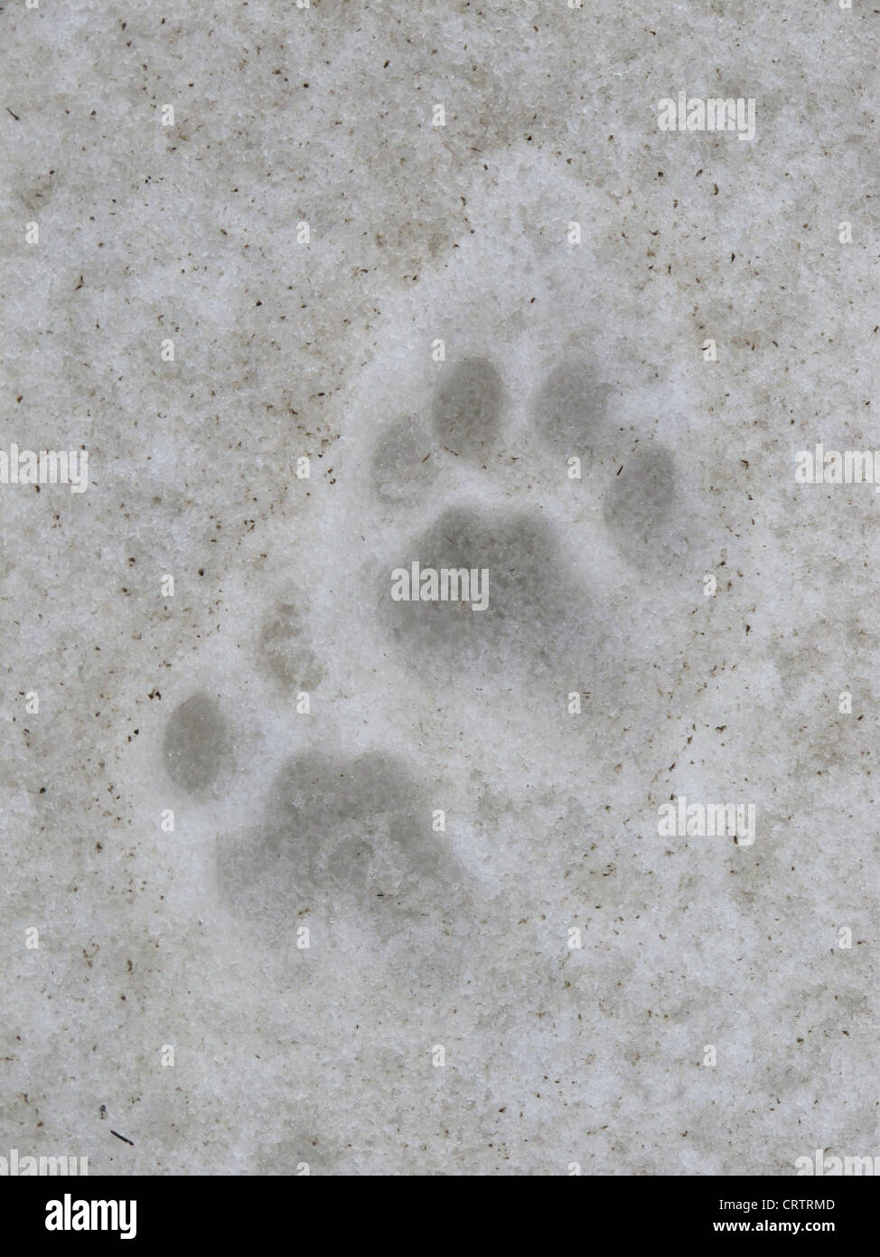 Footprints leopard hi-res stock photography and images - Alamy