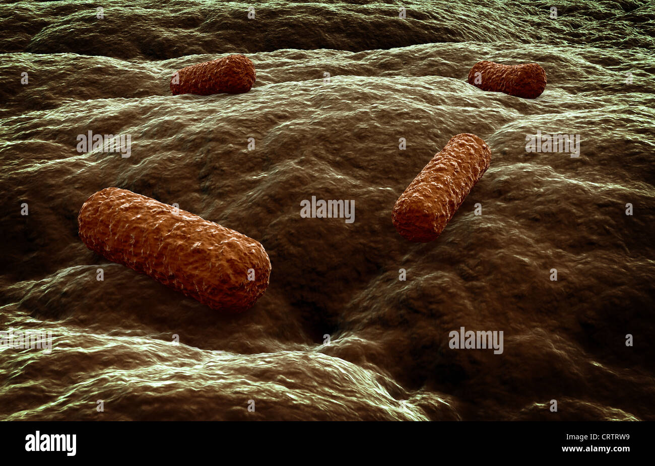 Microbes hi-res stock photography and images - Alamy