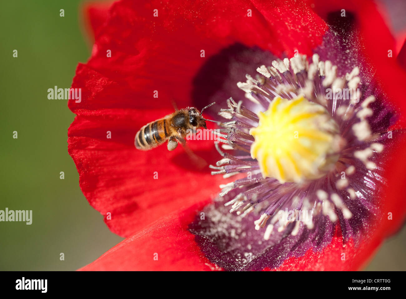 western honey bee collecting pollen from red poppy flower Stock Photo ...