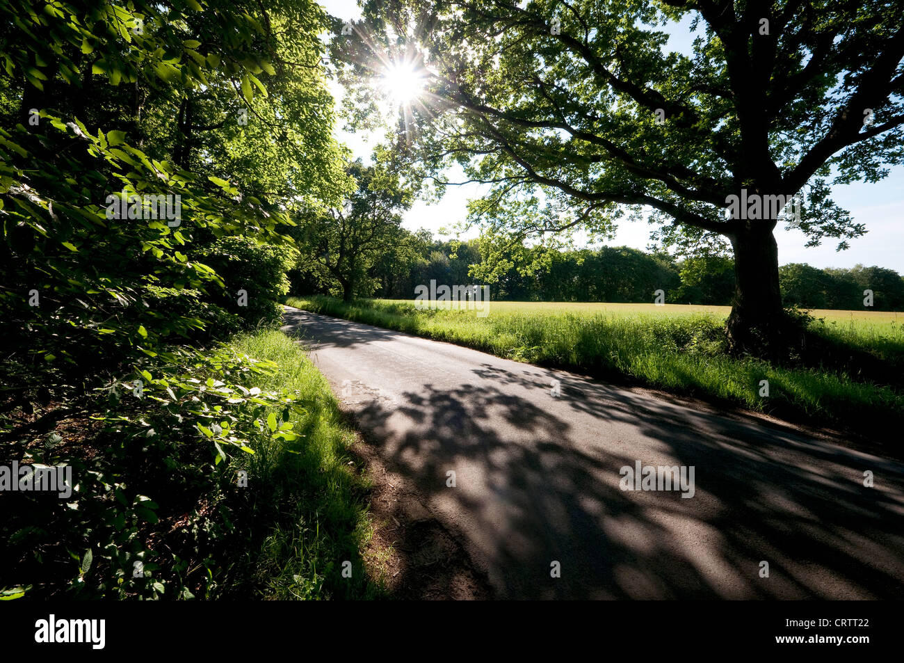 Woodland country lane hi-res stock photography and images - Alamy