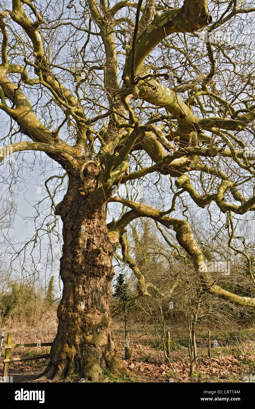 UK Winchesterlane Tree At The Weirs Stock Photo - Alamy