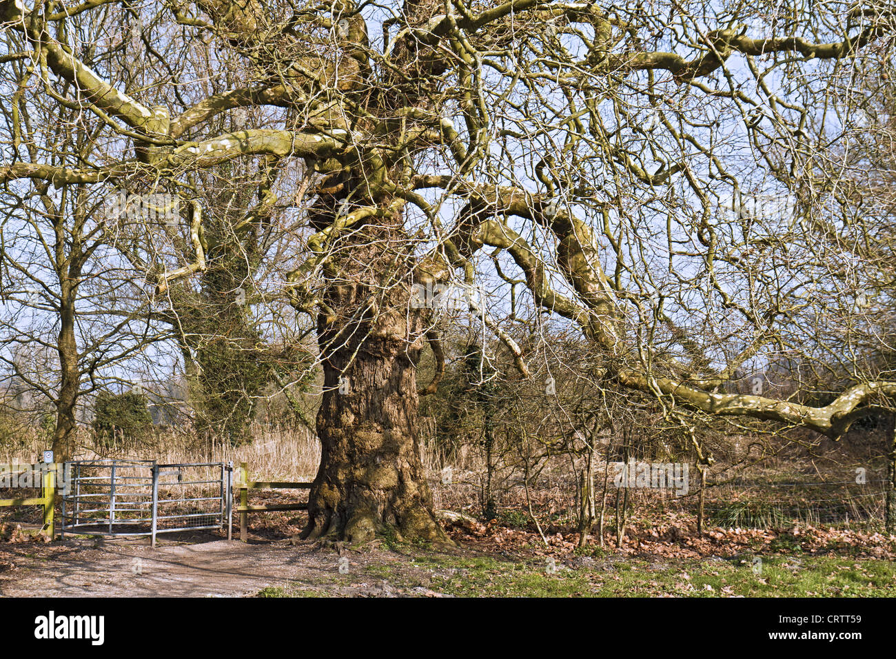Leafless plane tree hi-res stock photography and images - Alamy