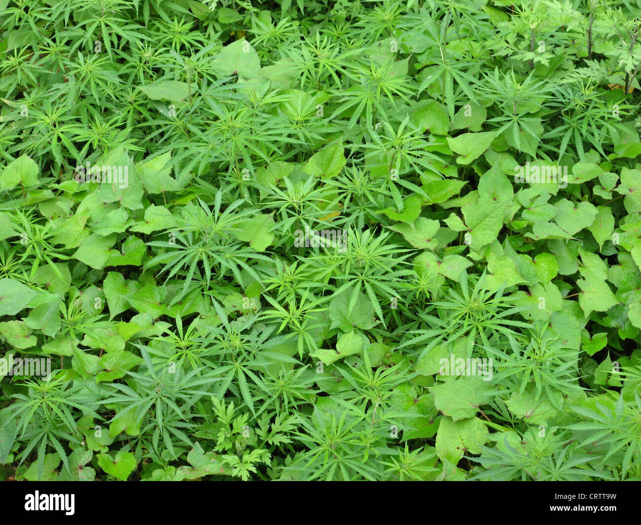 Nepal marijuana hi-res stock photography and images - Alamy