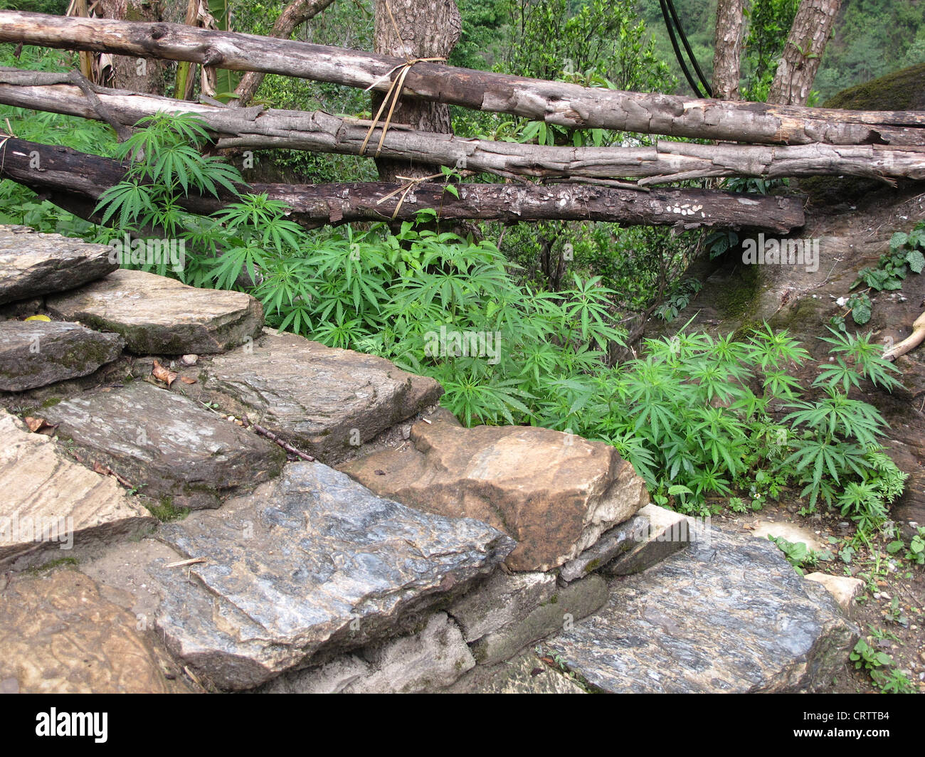 Nepal marijuana hi-res stock photography and images - Alamy