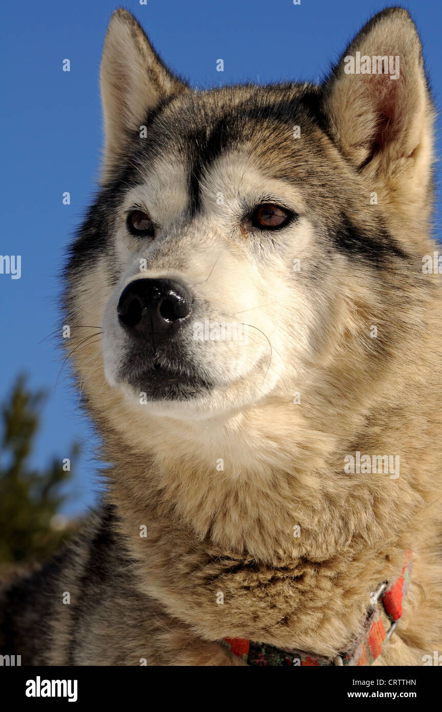 Portrait of an Alaskan Malamute sled dog Stock Photo - Alamy