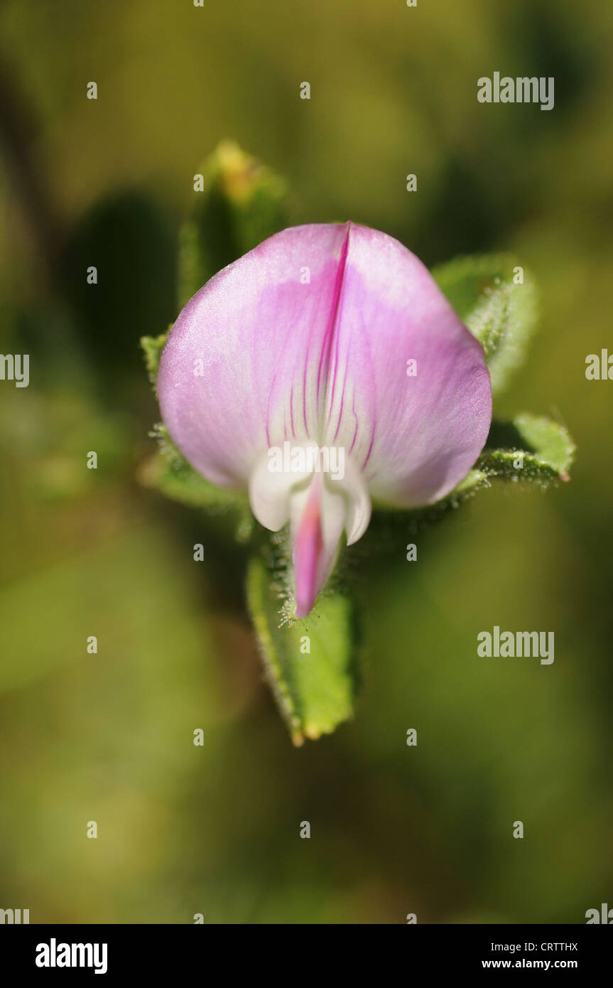 Rest harrow plant hi-res stock photography and images - Alamy