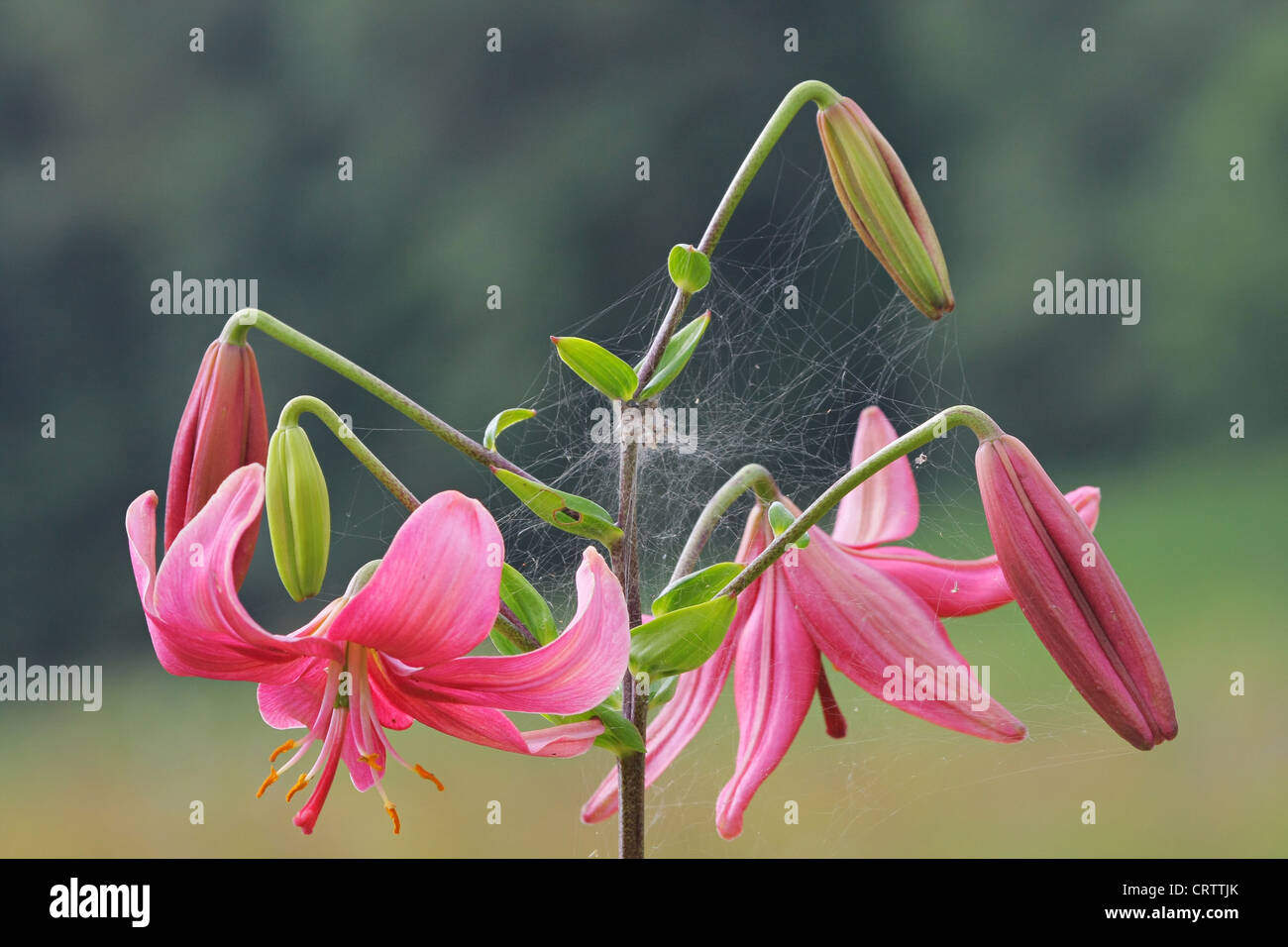 P lilly hi-res stock photography and images - Alamy