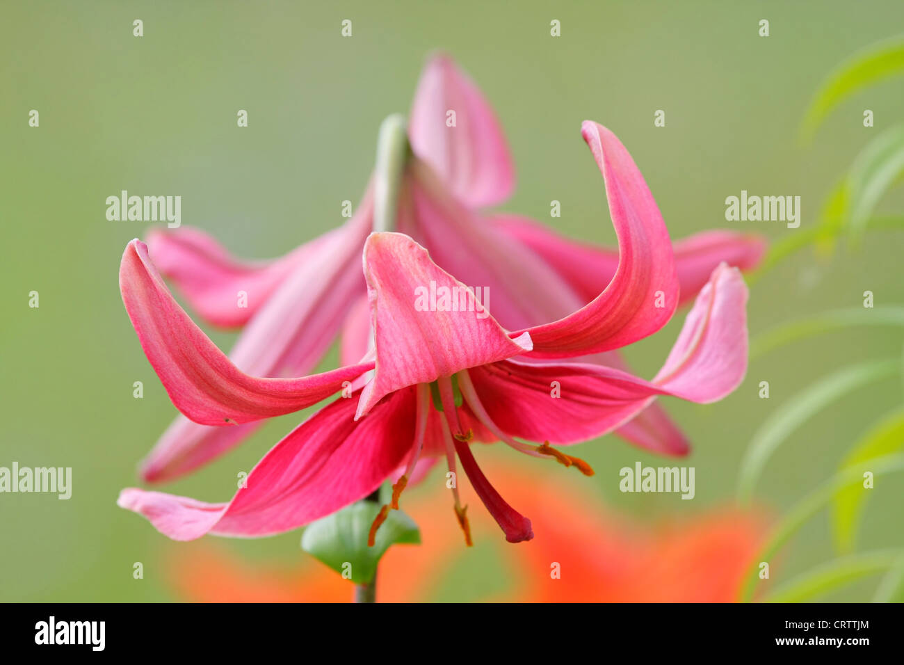 Pink day lilly hi-res stock photography and images - Alamy