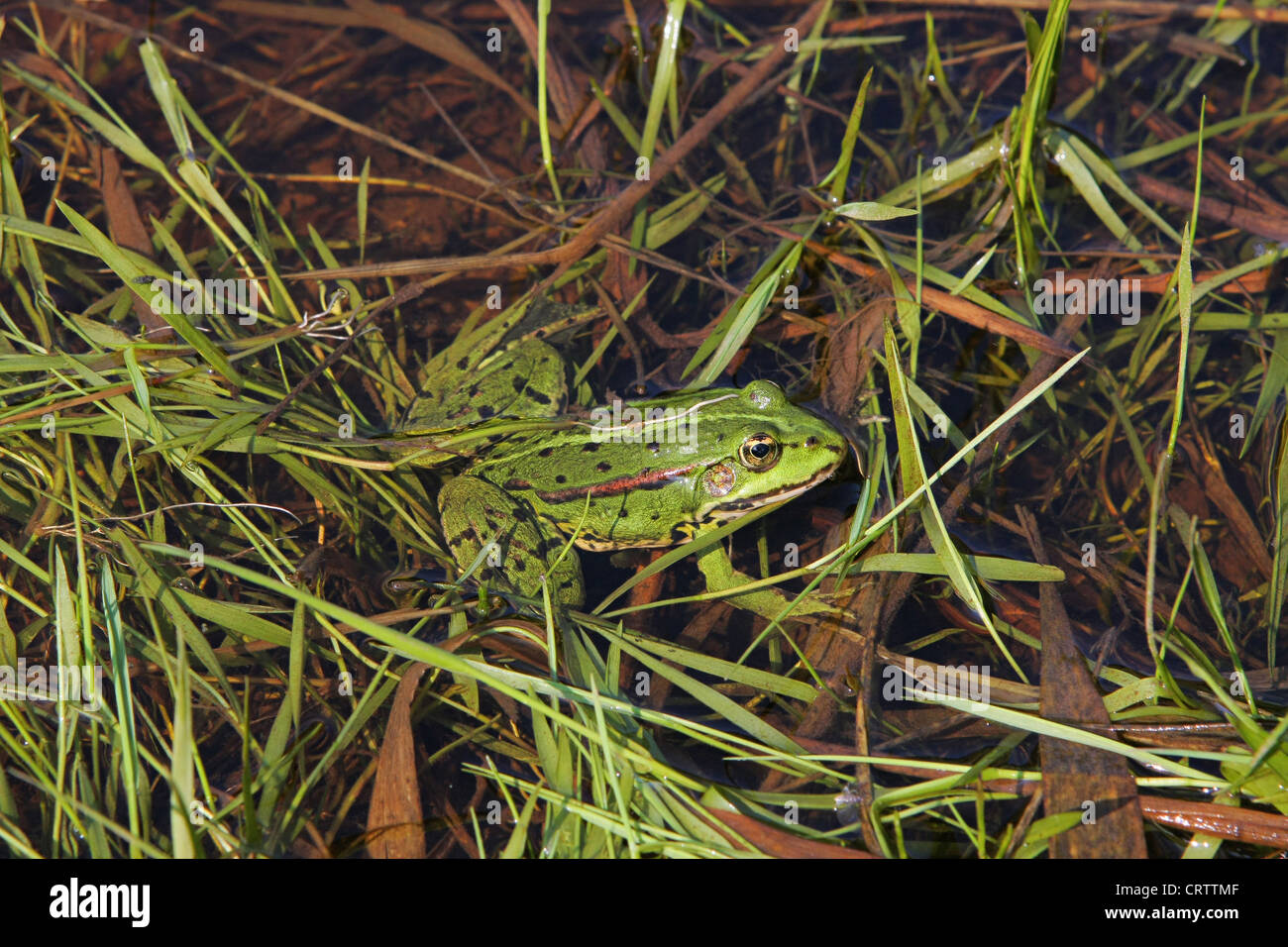 Frog in river Stock Photo - Alamy