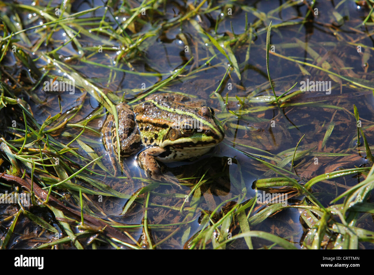 Frog in river Stock Photo - Alamy