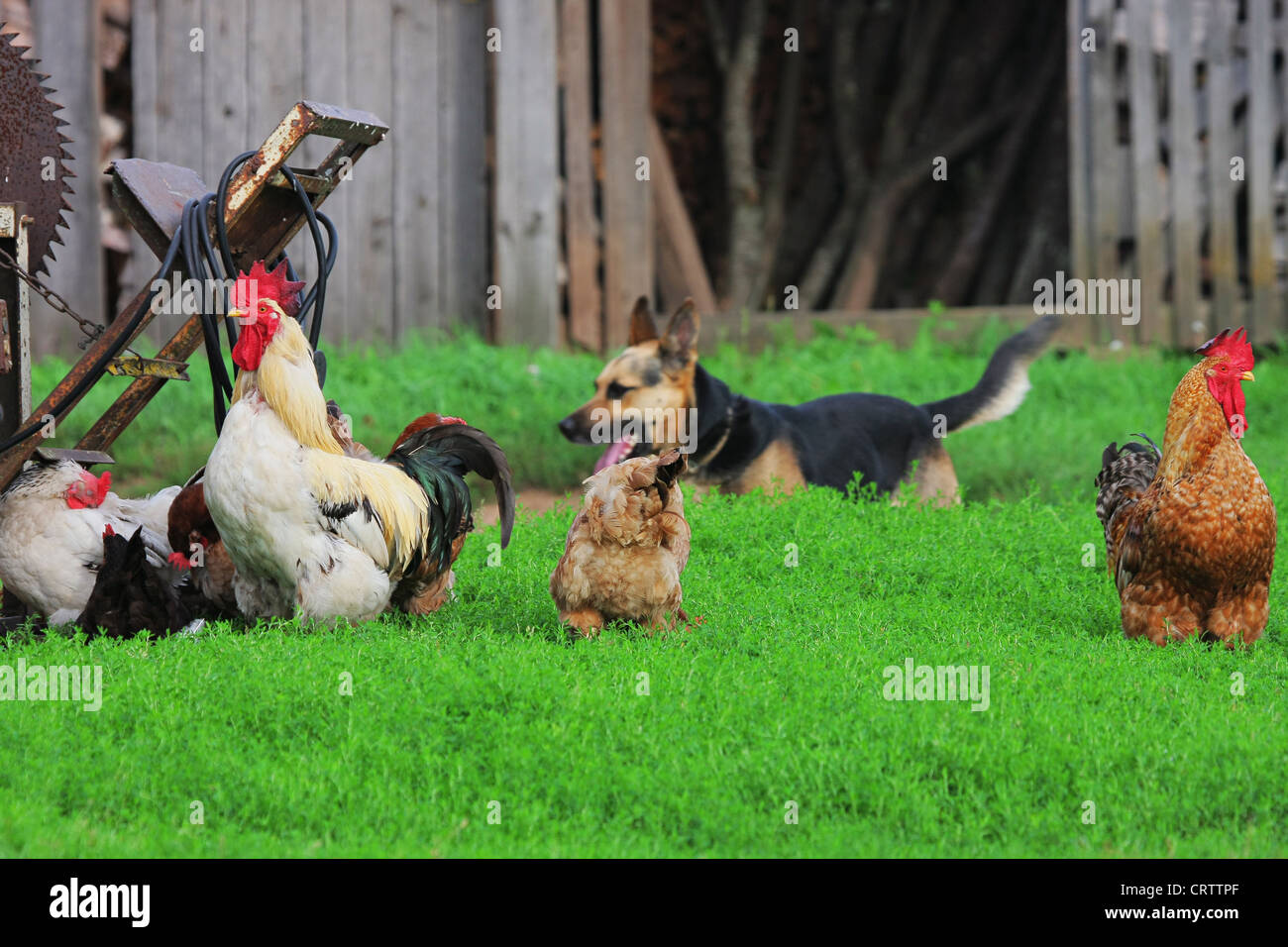 Rural landscape with farm animals Stock Photo - Alamy