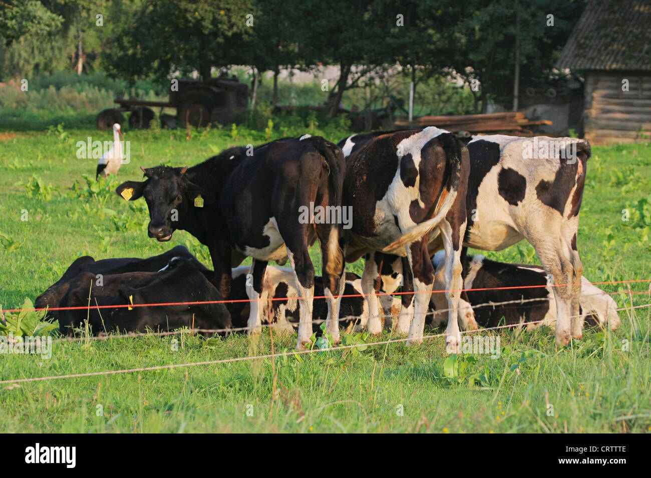 Back and white cows hi-res stock photography and images - Alamy