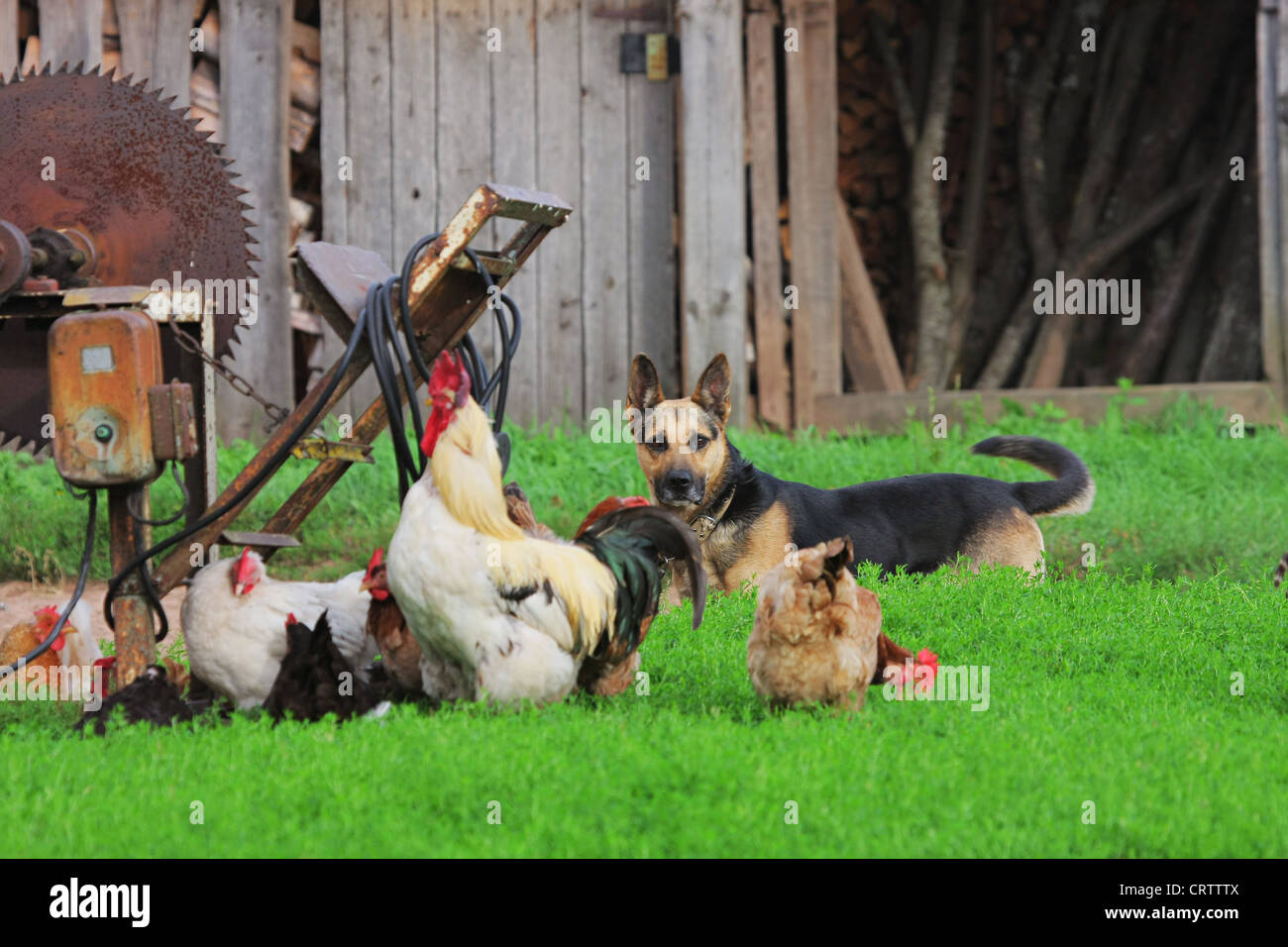 Rural landscape with farm animals Stock Photo - Alamy