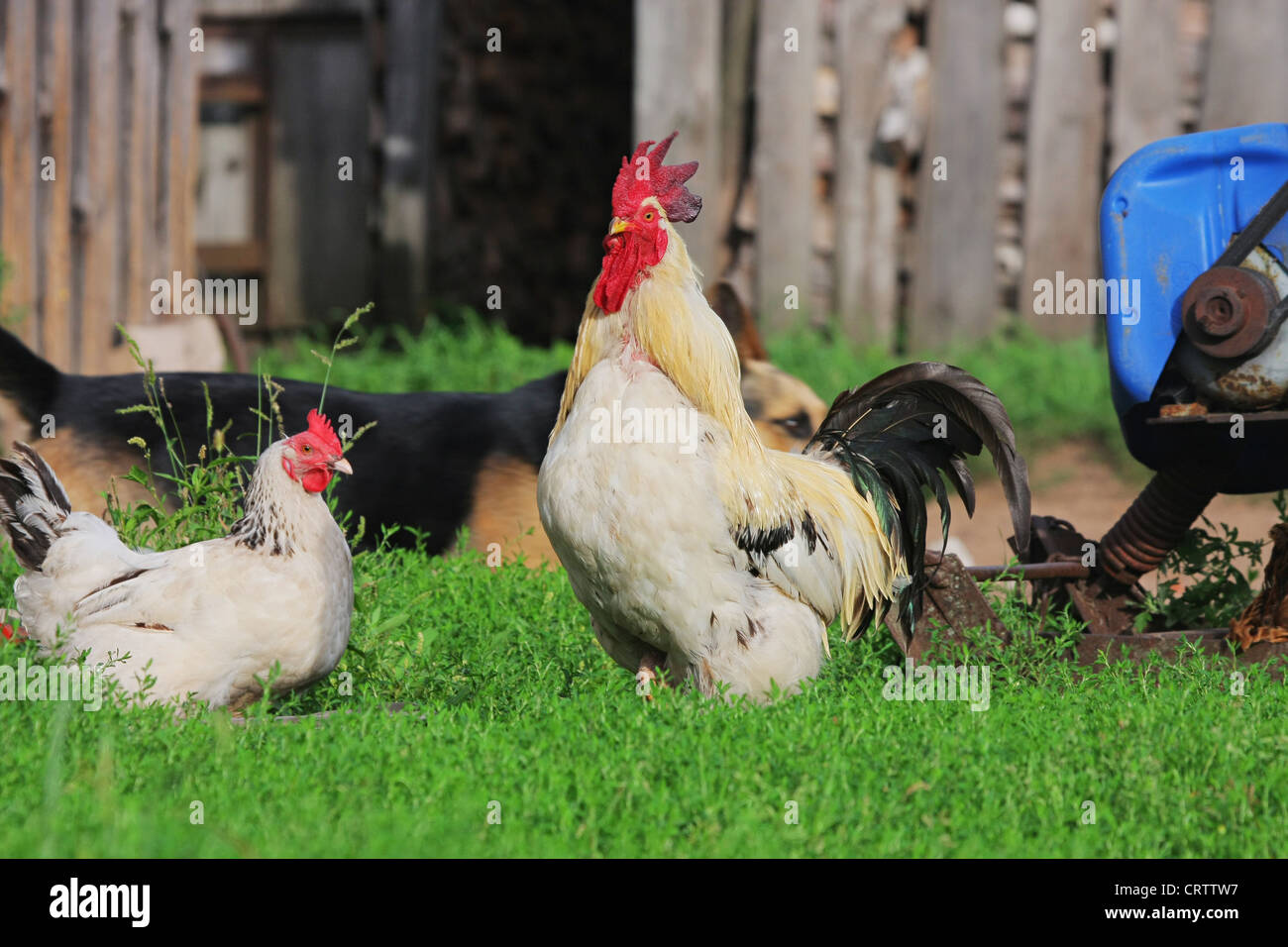 Rural landscape with farm animals Stock Photo - Alamy