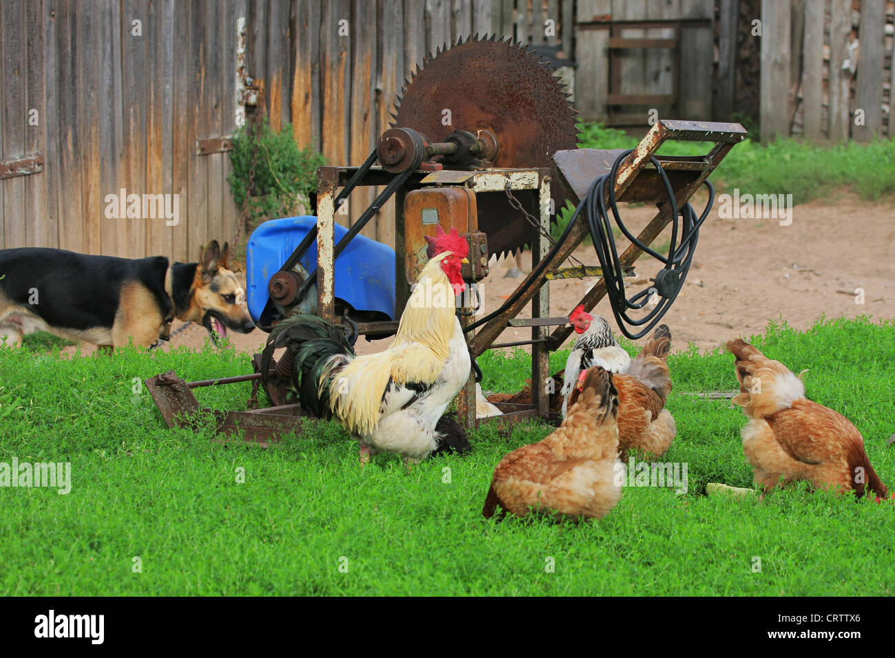 Rural landscape with farm animals Stock Photo - Alamy