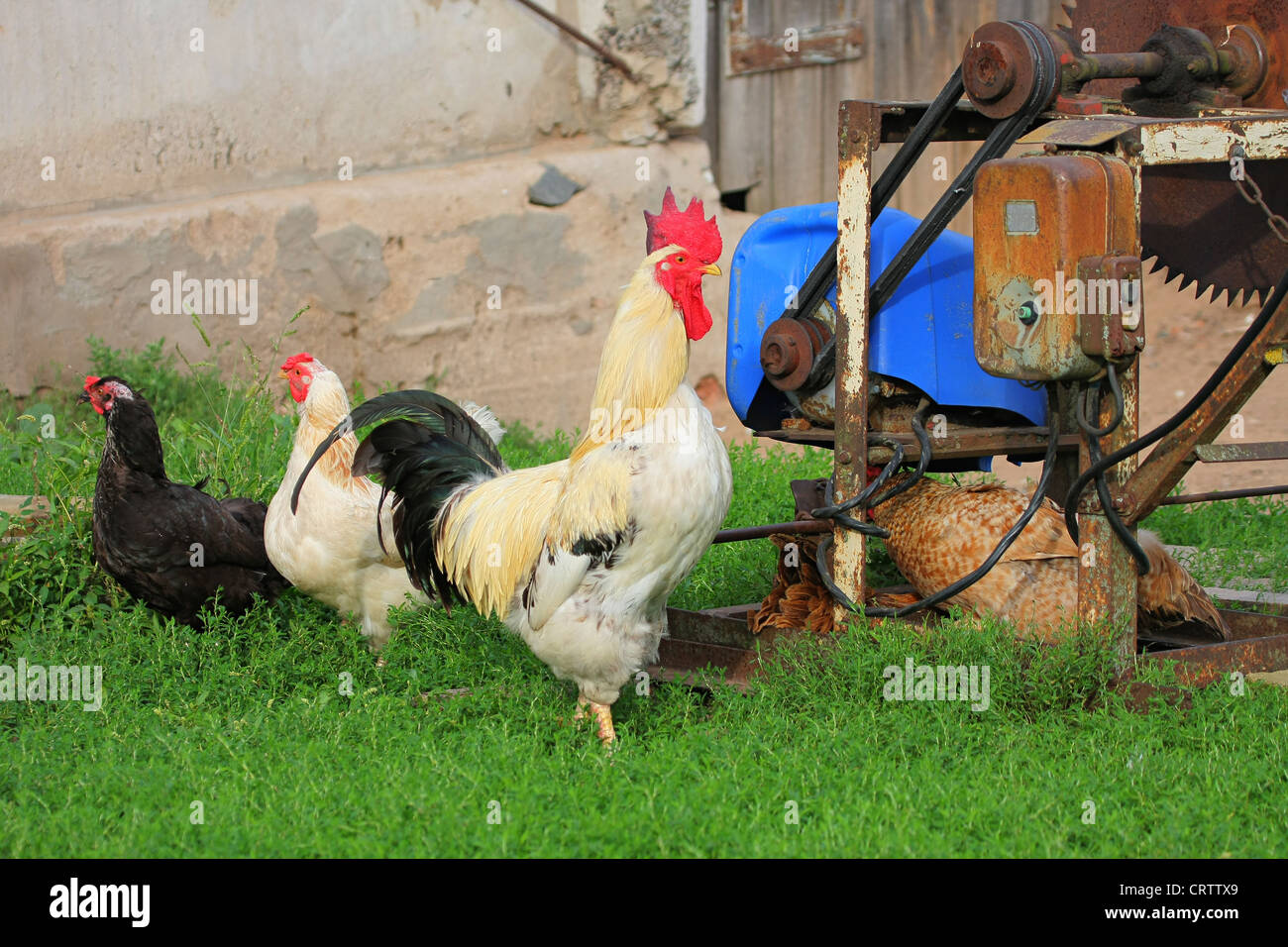 Rural landscape with farm animals Stock Photo - Alamy