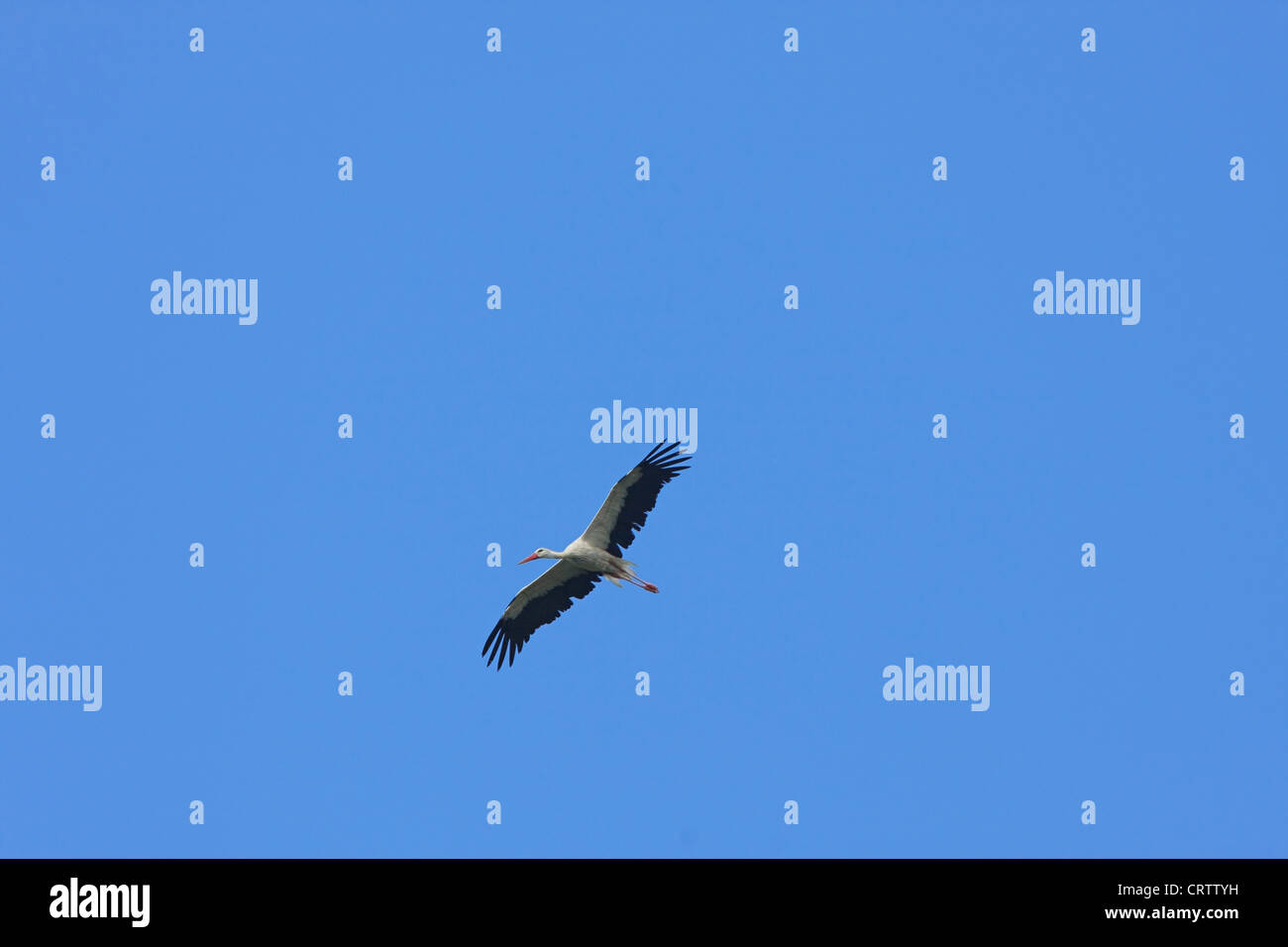 Stork in flight Stock Photo - Alamy