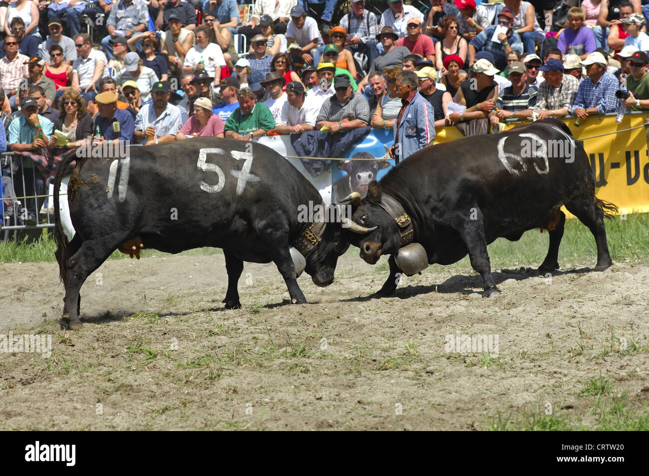 Herens cattle hi-res stock photography and images - Alamy