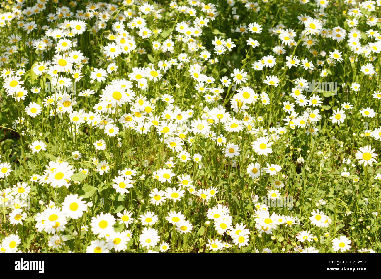 field of camomiles Stock Photo - Alamy