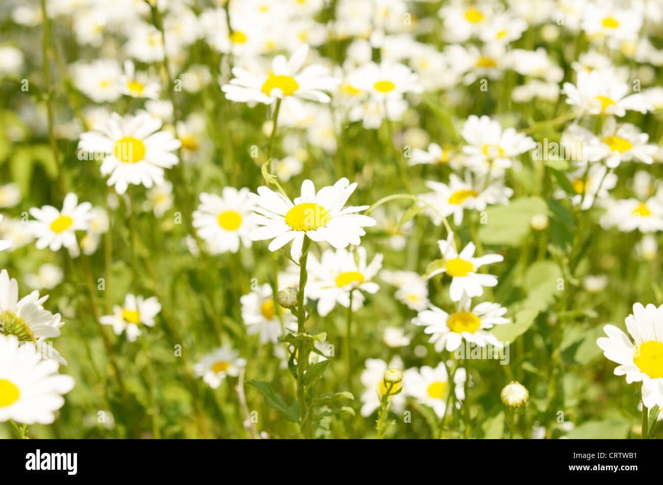 field of camomiles Stock Photo - Alamy