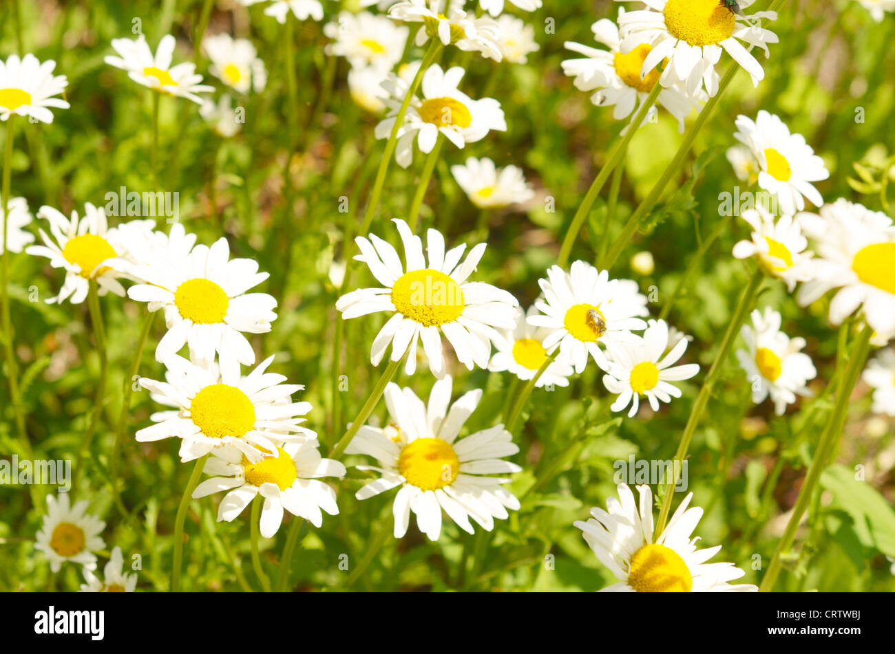 field of camomiles Stock Photo - Alamy