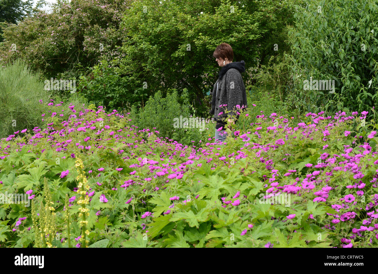 Caucasian woman looking at flowers in a formal garden Stock Photo - Alamy