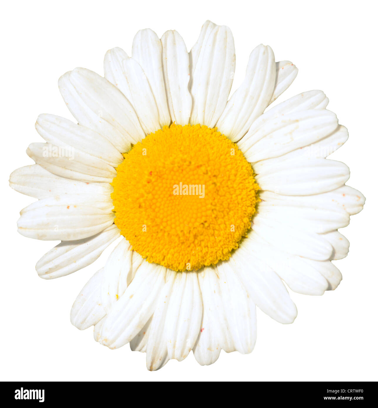 Camomile background hi-res stock photography and images - Alamy