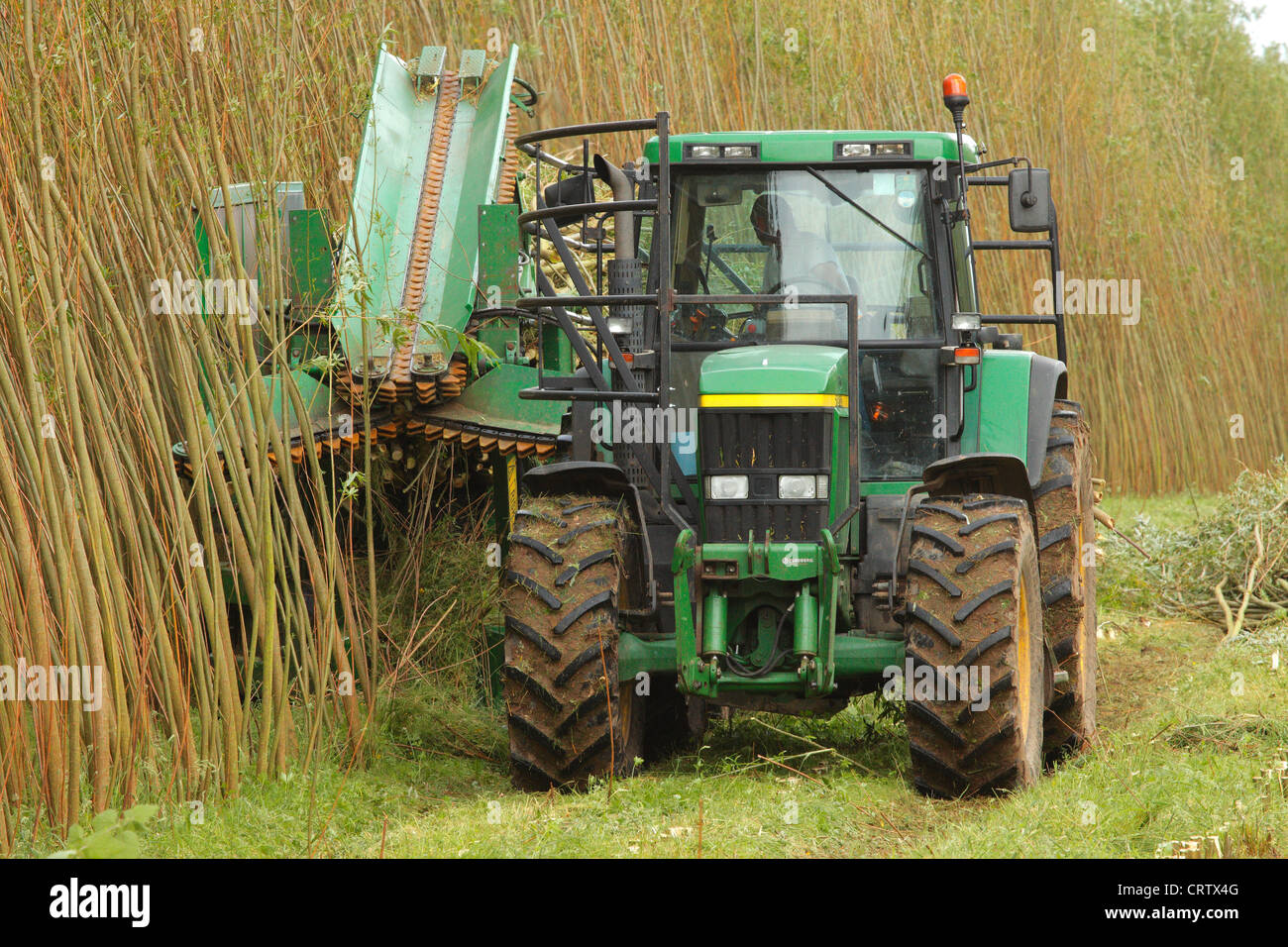 Willow coppice plantation hi-res stock photography and images - Alamy