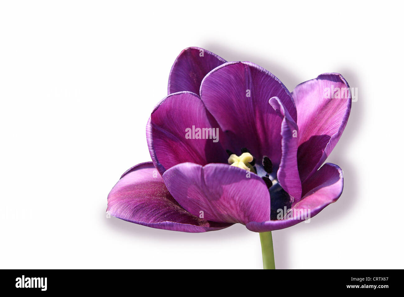 beautiful tulip isolated on white Stock Photo - Alamy