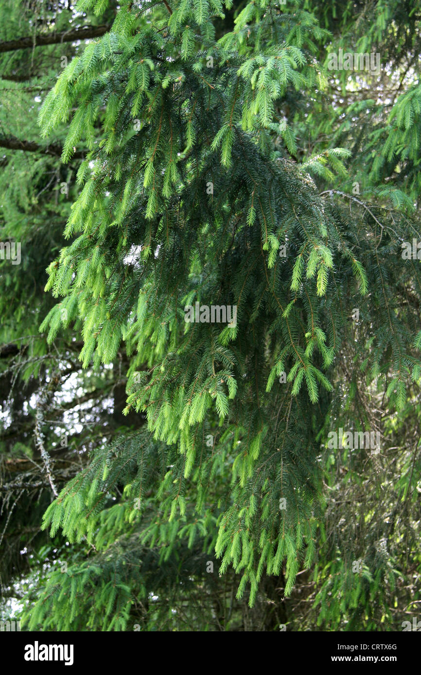 fur tree branche Stock Photo - Alamy
