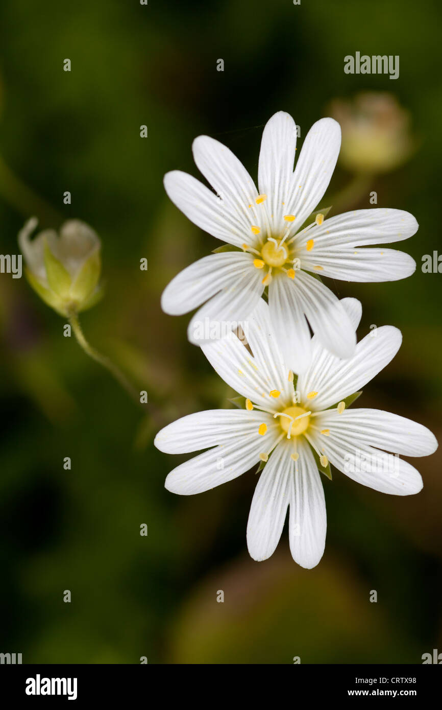 Portrait of two Greater Stitchwort flowers (Stellaria holostea Stock ...