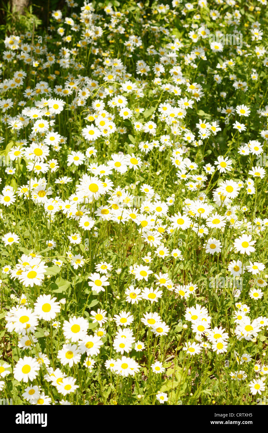 field of camomiles Stock Photo - Alamy