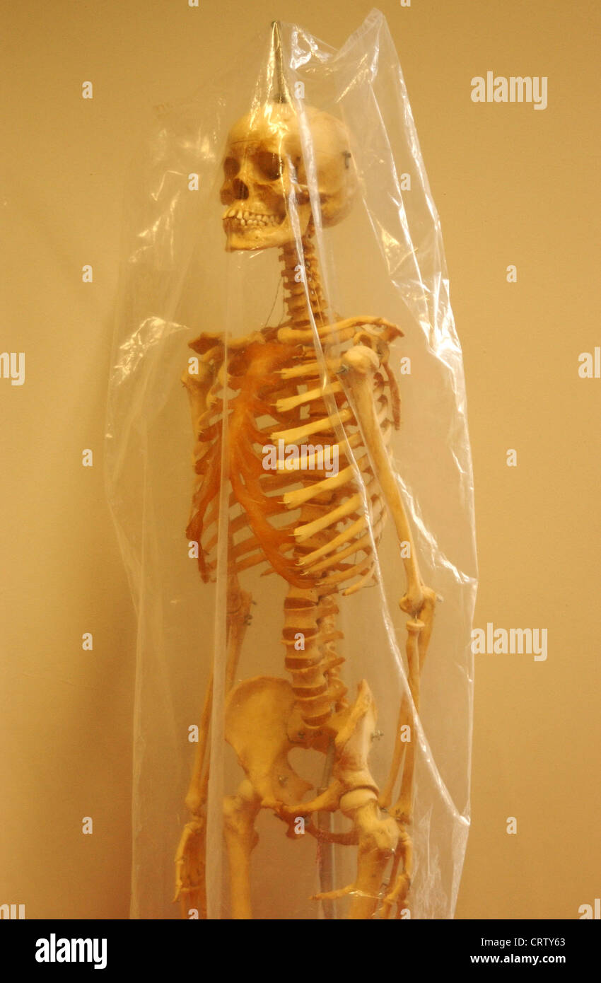 Skeleton in the collection of the Institute of Anatomy at the Charite ...