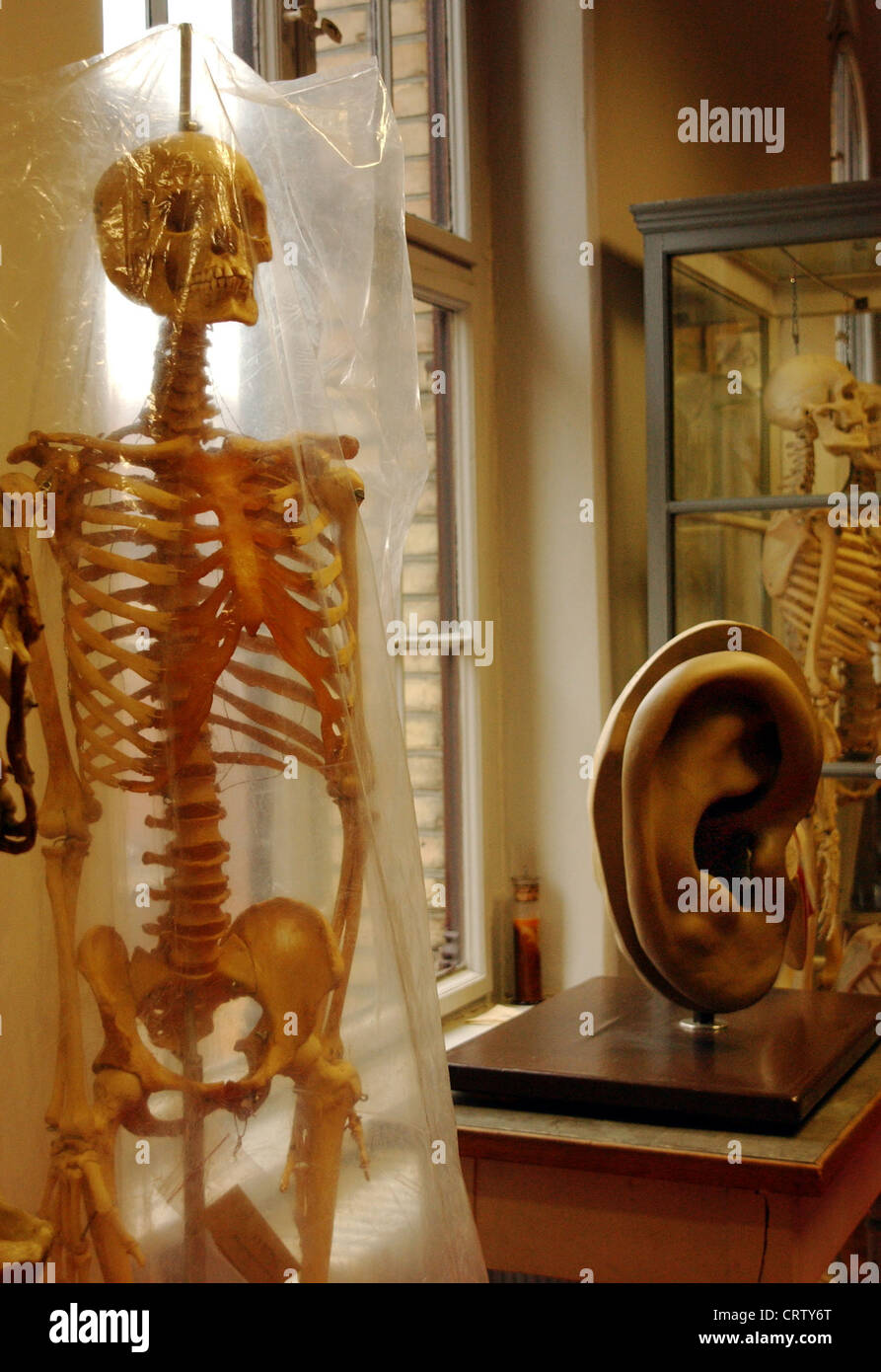 Skeleton in the collection of the Institute of Anatomy at the Charite ...