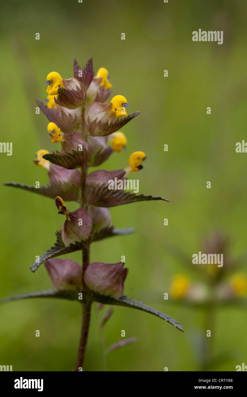Portrait of Yellow Rattle flower (Rhinanthus minor), Cornwall Stock ...