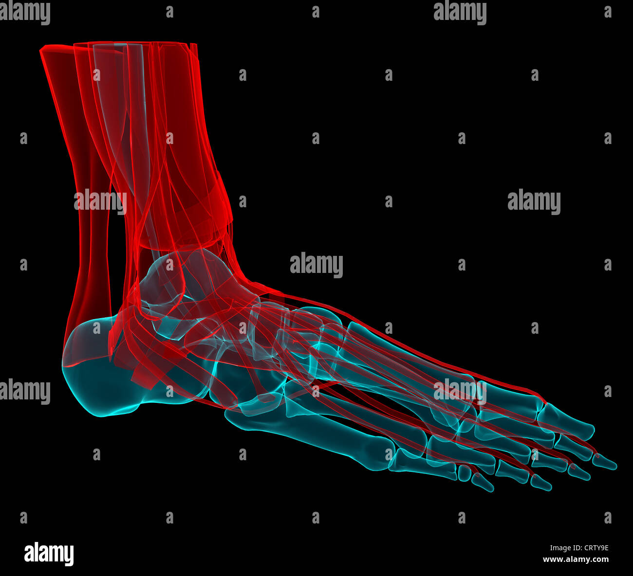 Tendons In The Foot