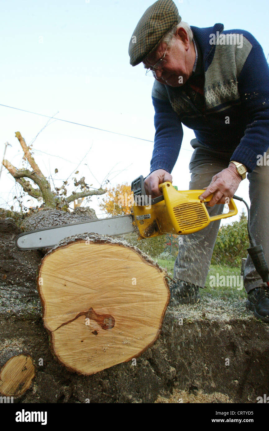 A pensioner sawed a tree Stock Photo - Alamy