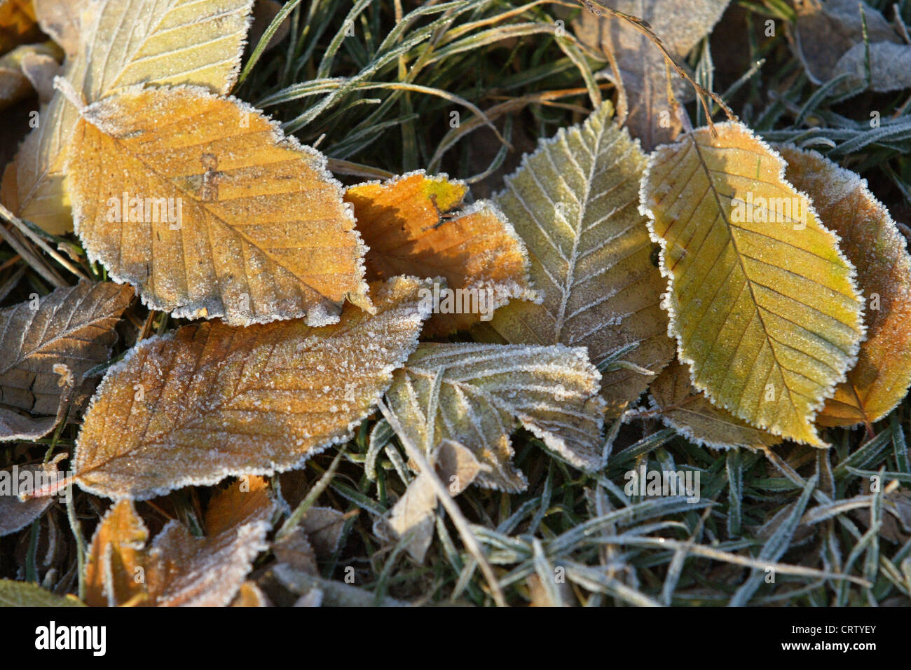About Early ripe leaves in autumn Stock Photo - Alamy