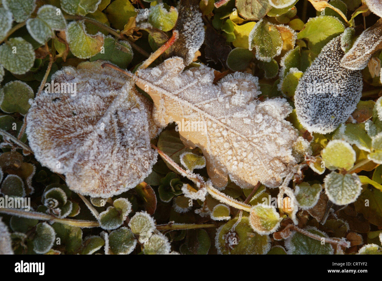 About Early ripe leaves in autumn Stock Photo - Alamy