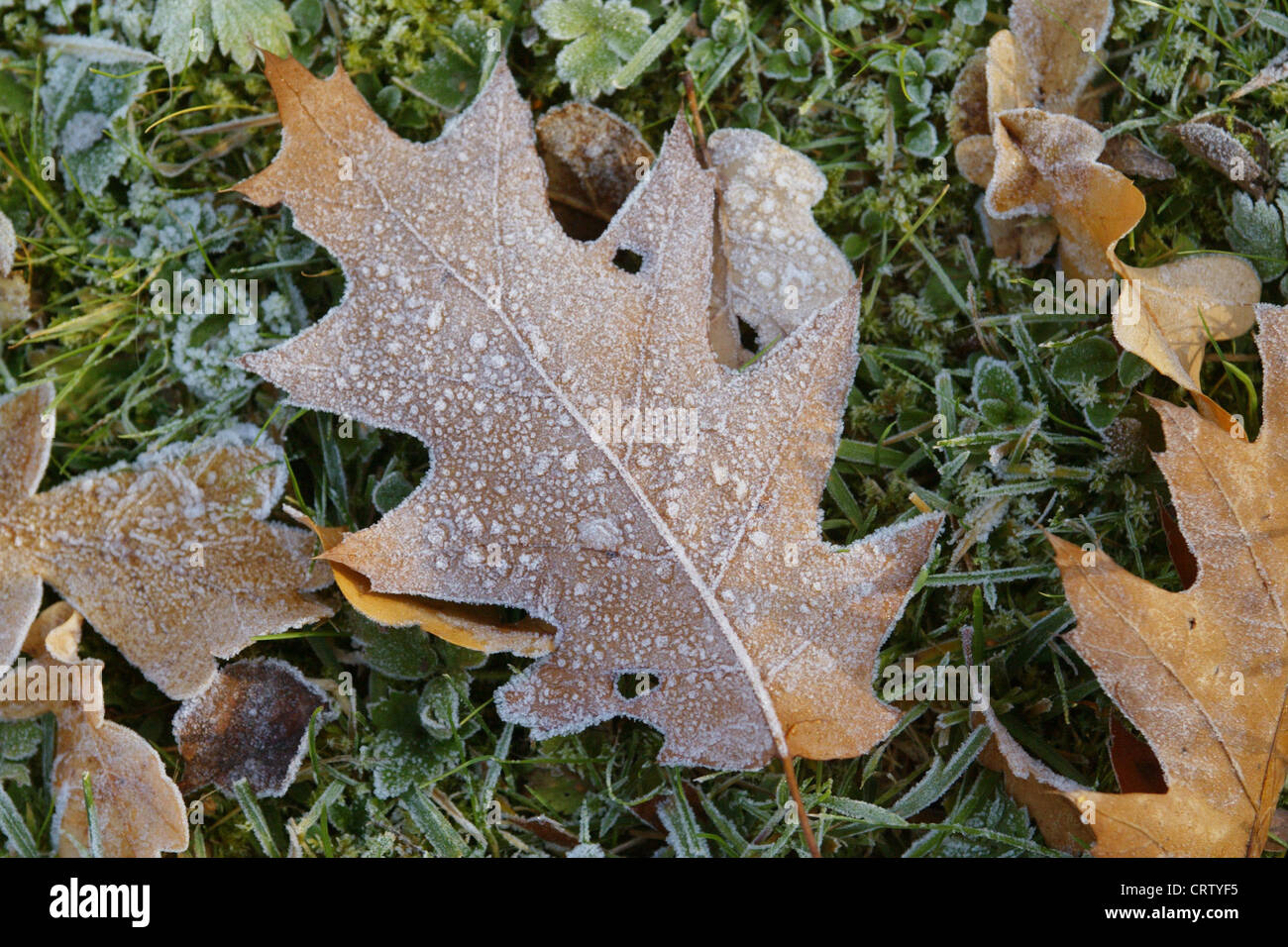 Leaves feature hi-res stock photography and images - Alamy