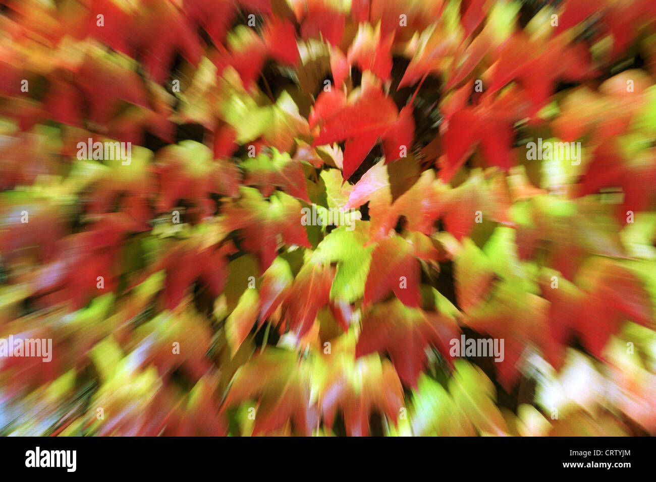 Horizontal leaf vine hi-res stock photography and images - Alamy