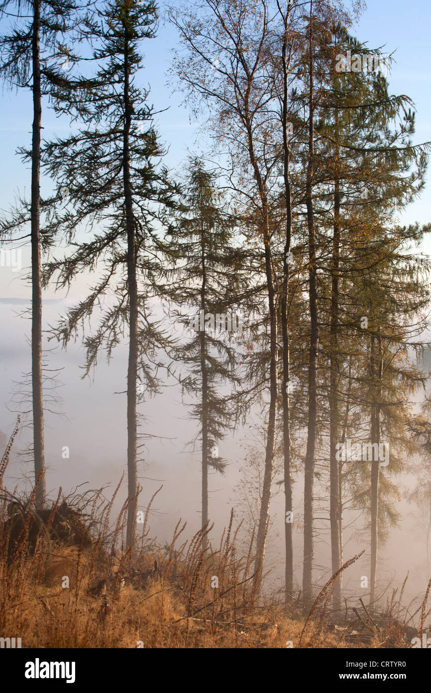 Pine Trees mist Lake District England, UK Stock Photo - Alamy