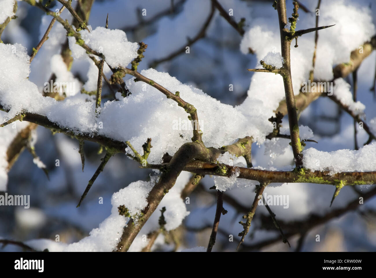 Gefrorener strauch hi-res stock photography and images - Alamy