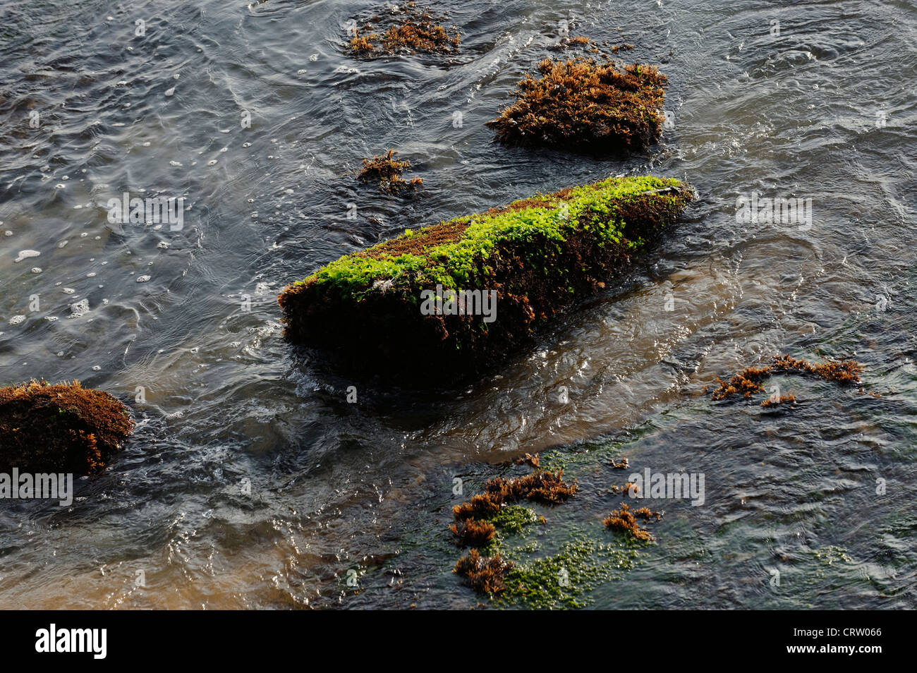 rock covered in lichen on the beach at Galle Face, Colombo, Sri Lanka ...