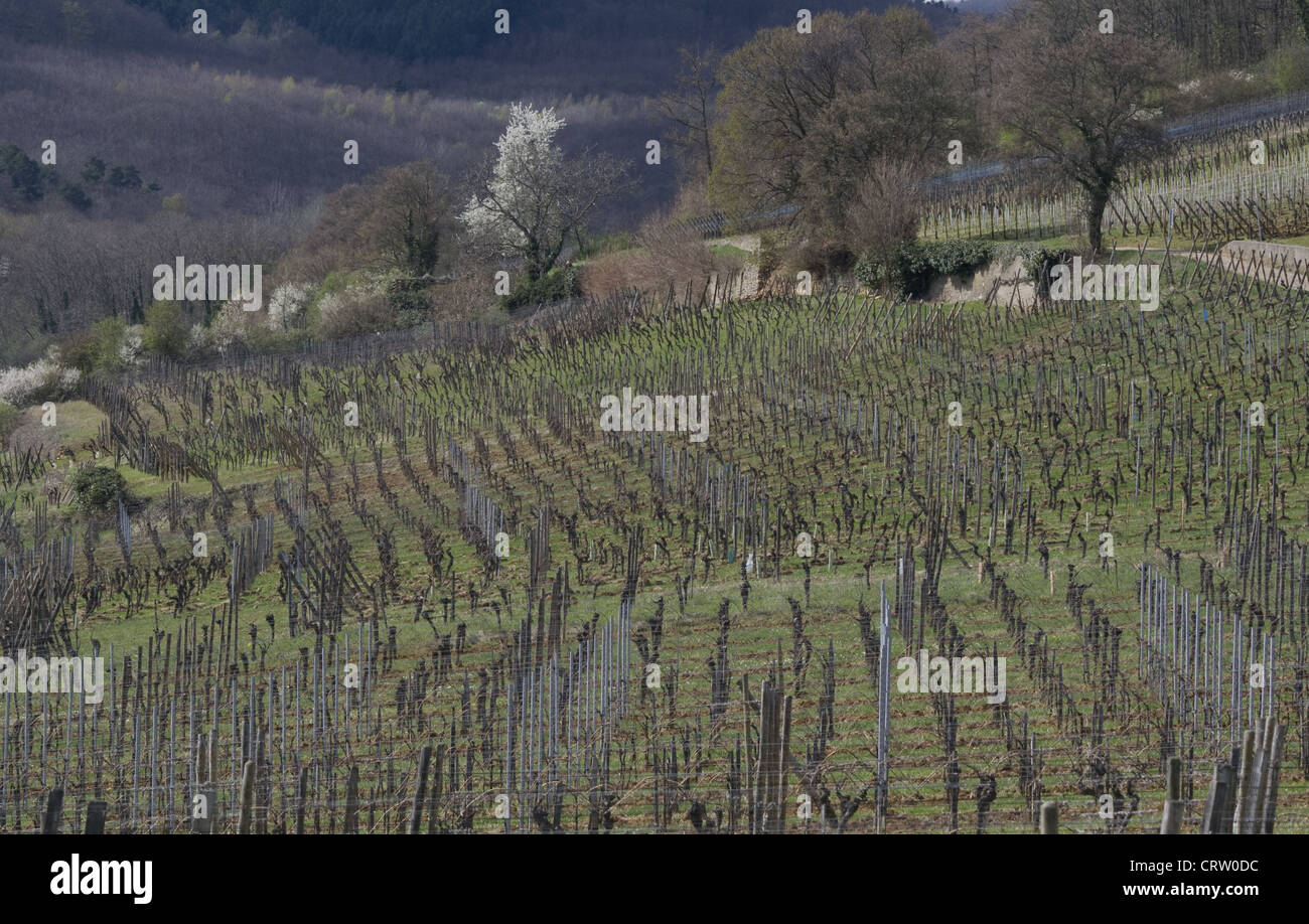Spring in Alsace, Barr, France Stock Photo - Alamy
