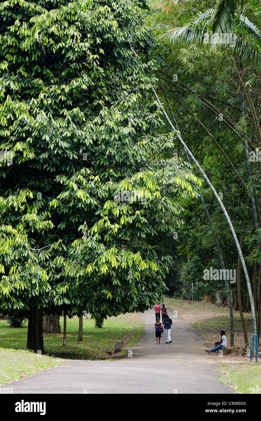 Leaning trees form an arch over a path through he Botanical Gardens in ...